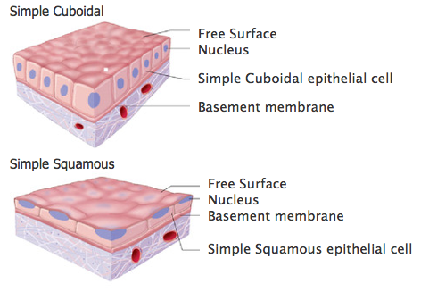 Hong Liu: Epithelial Tissue Labeling
