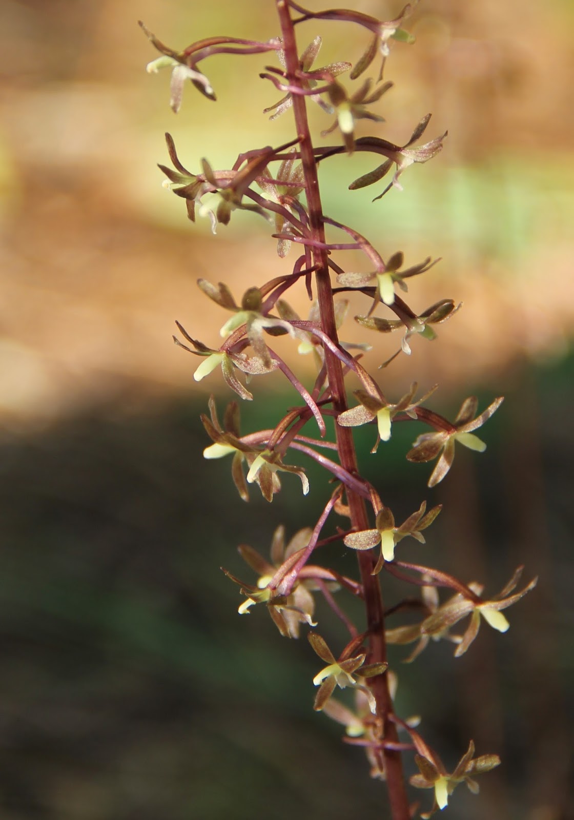 Hoot Owl Karma: The Cranefly - North Carolina's Invisible Native Orchid