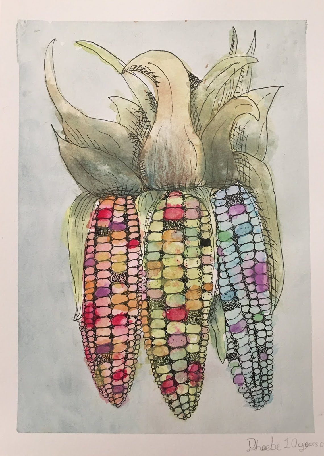 Indian Corn Drawing