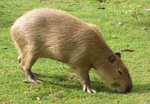 hairstyle looks beautiful and difeerent: Capybara