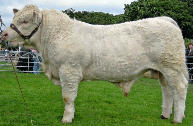 Berternak dan Bertani: Jenis Sapi Potong