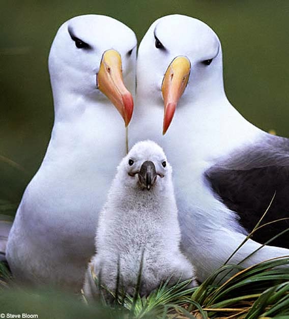 Happy Go! Zoo: Dança de acasalamento do albatroz