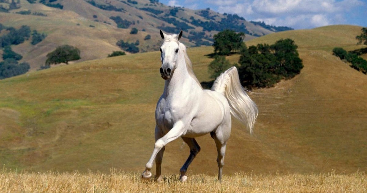 I CAVALLI VENETI, FERRARI DELL'ANTICHITA'