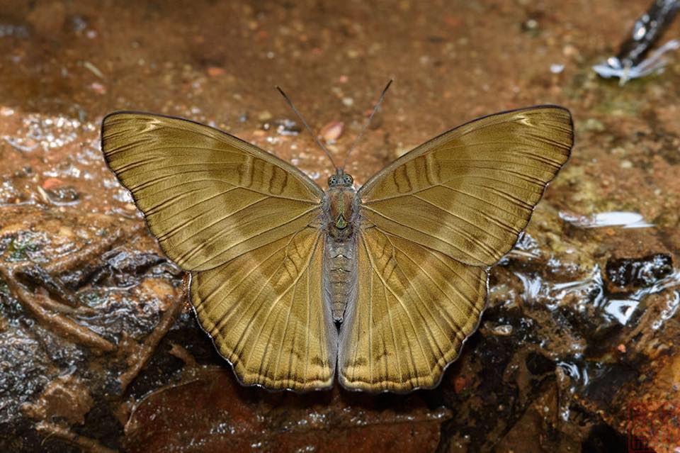 Butterflies of Singapore: 04/01/2015 - 05/01/2015