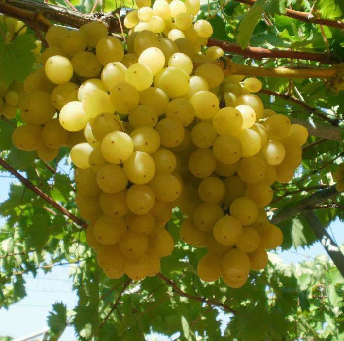 Fresh Natural Fruits - Nature & Knowledge Photography