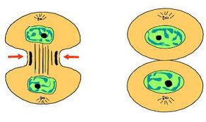 Aul@mbiental ENSFPS Málaga. Grado Octavo.: DIVISIÓN CELULAR