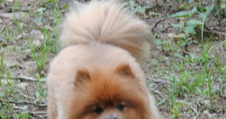 Mi Palabra Del Día: El Perro = The Dog