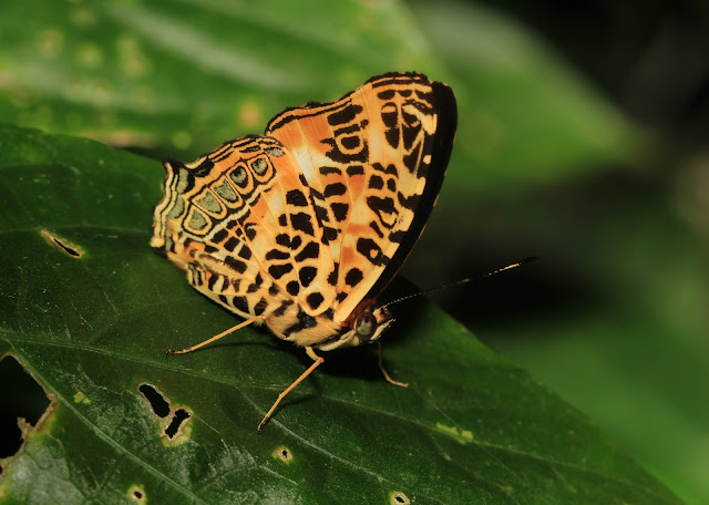 Butterflies of Vietnam: 36. Symbrenthia hypselis cotanda (The Himalayan ...