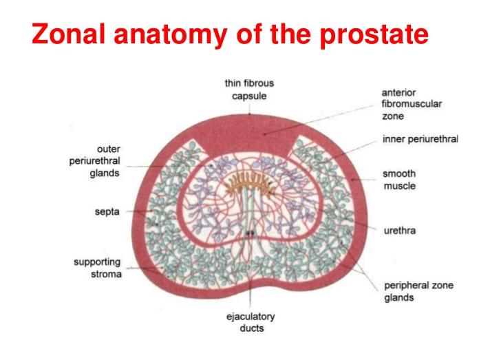 DamaiMedic Klinik Kota Kinabalu: Men's health: The Prostate Gland