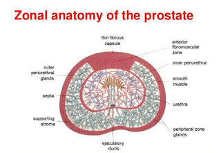 DamaiMedic Klinik Kota Kinabalu: Men's health: The Prostate Gland
