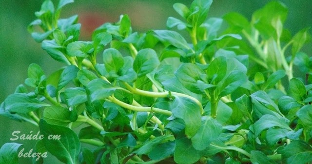 Benefícios do poejo - Saúde em beleza