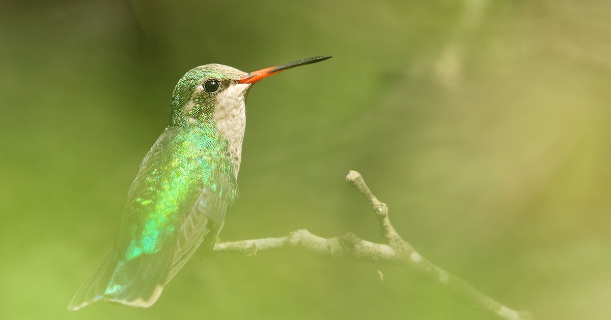 mis fotos de aves: Chlorostilbon lucidus Picaflor Verde Glittering ...