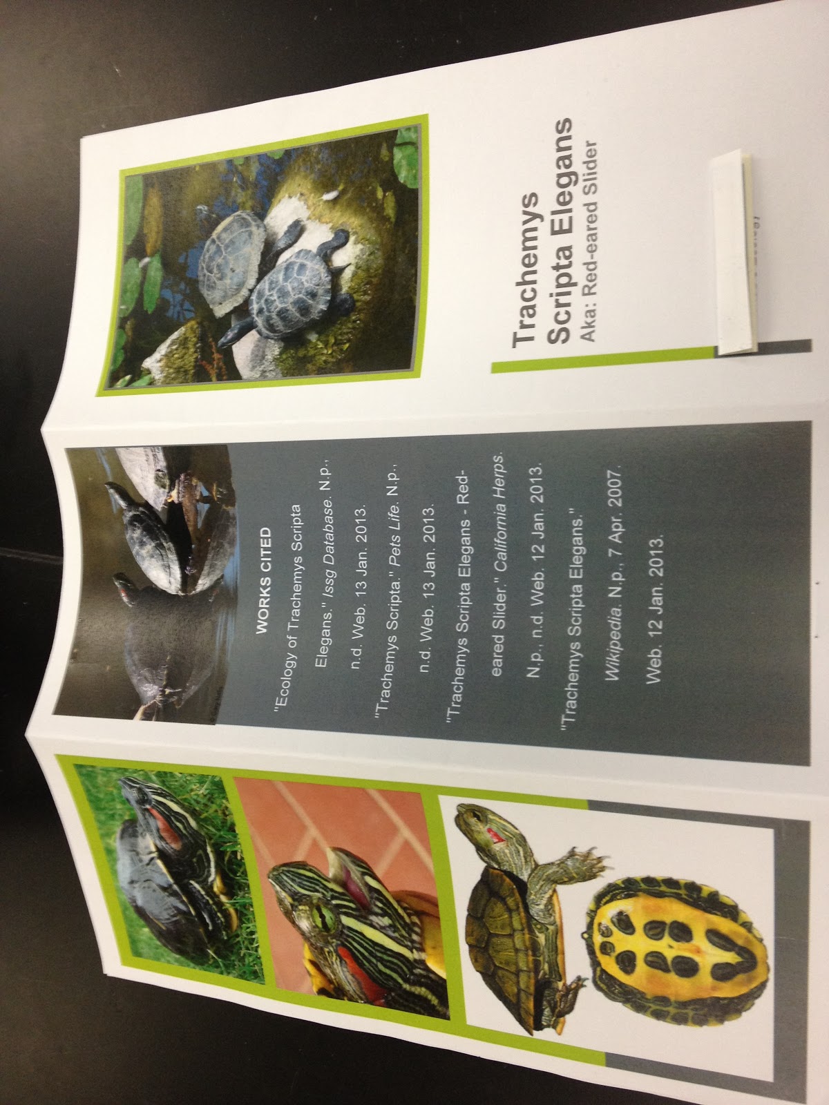 Maryanne's Science Class Ideas: Invasive Species Brochures