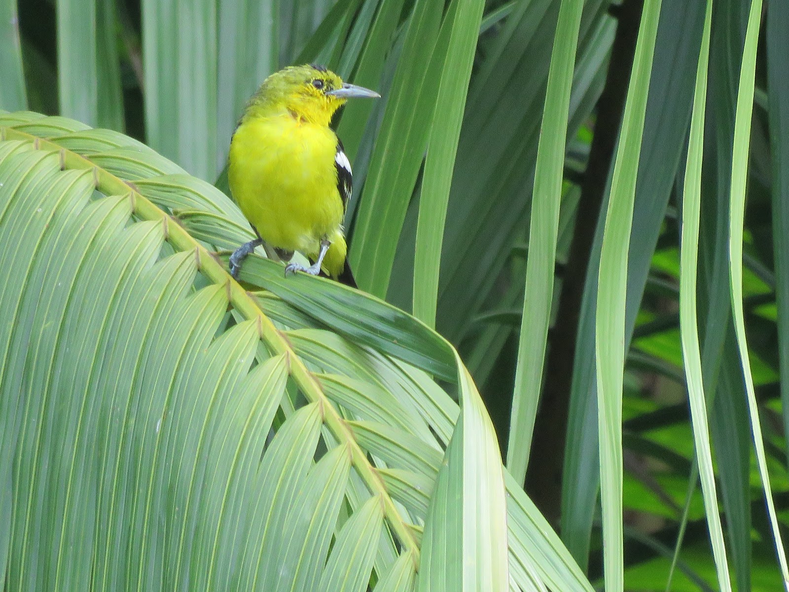 Puffin and Friends: ヒメコノハドリ Common lora