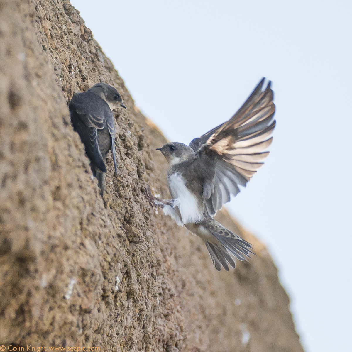 Postcards from Sussex: Sand Martins in flight