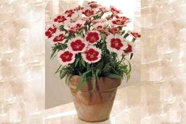 Garofite ( Dianthus ) ~ Blogul Plantatia.ro