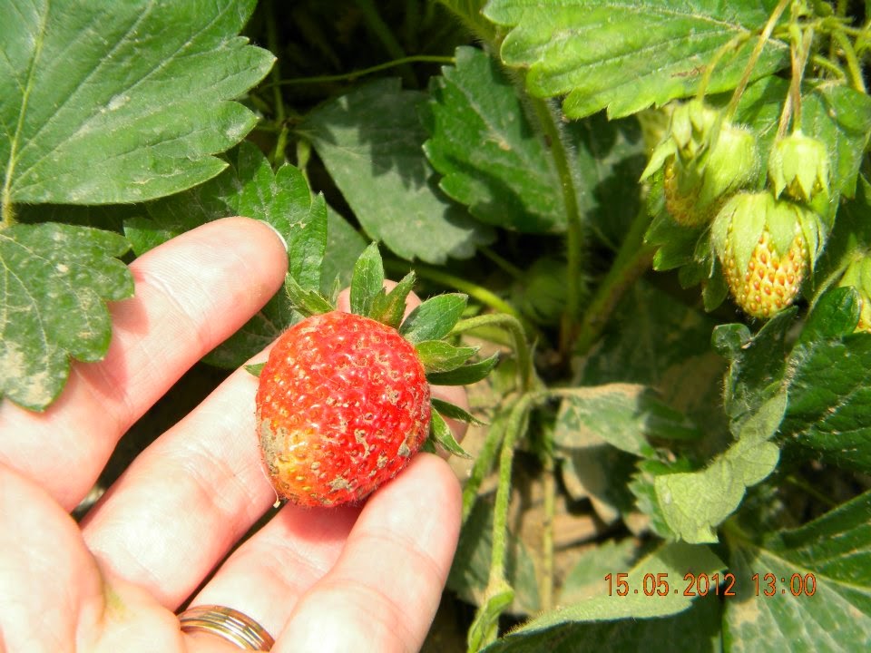 Gardener in Wonderland: CUM RECUNOASTEM CAPSUNILE NATURALE