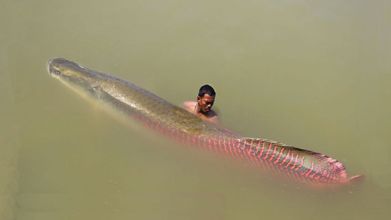 mother nature: Arapaima Fish