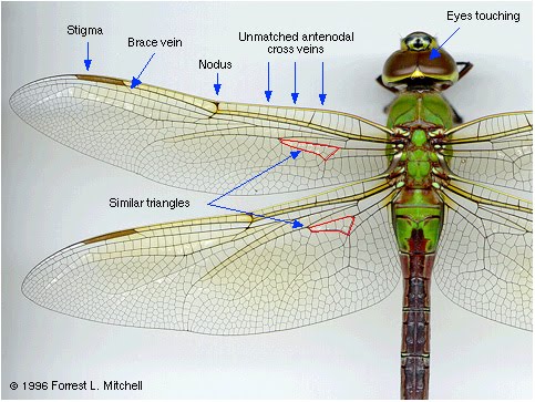 Cuaderno de campo de Tatiana: Sympetrum fonscolombii, libélula.