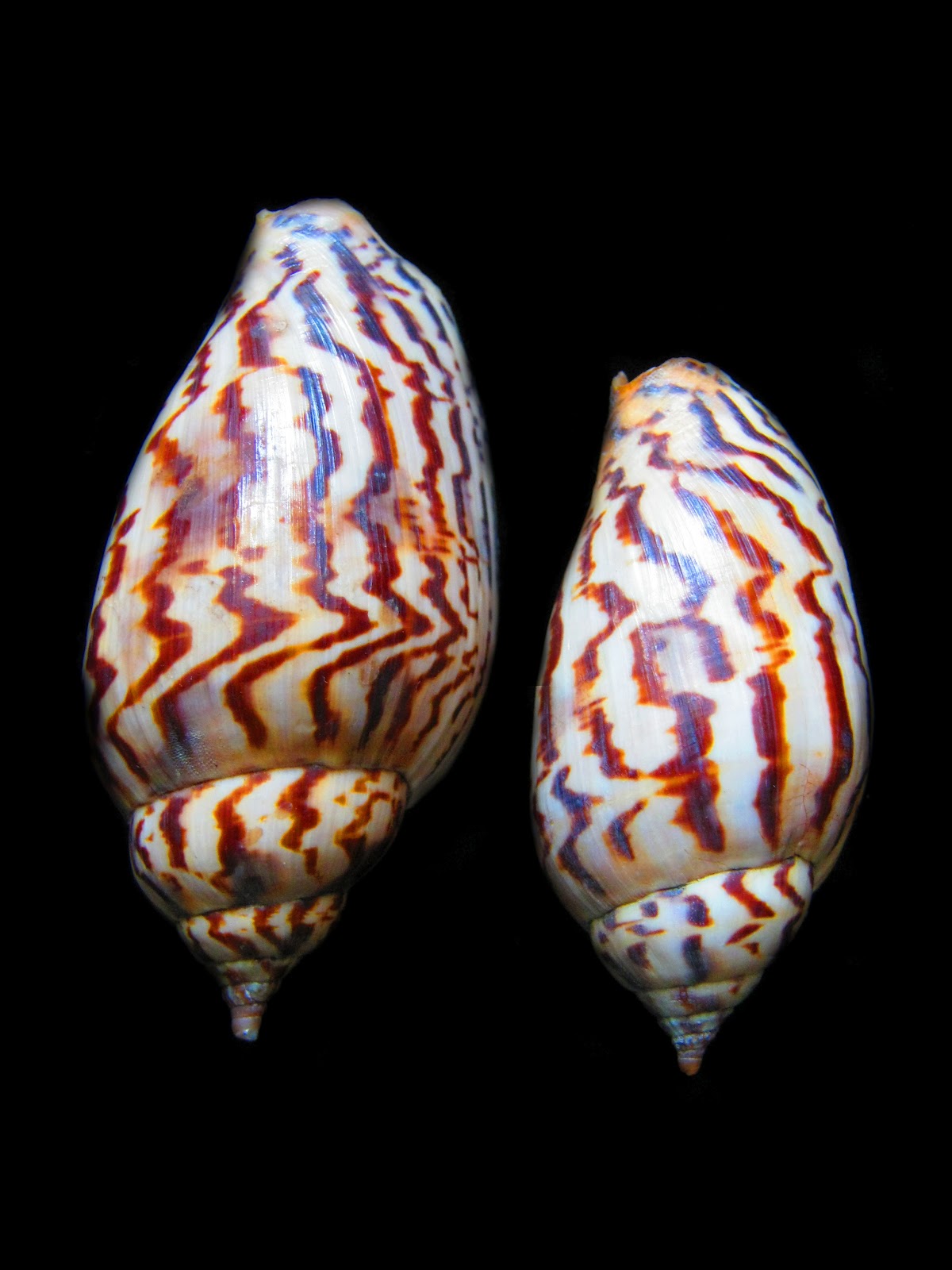 Sea Shells Enterprises: VOLUTIDAE