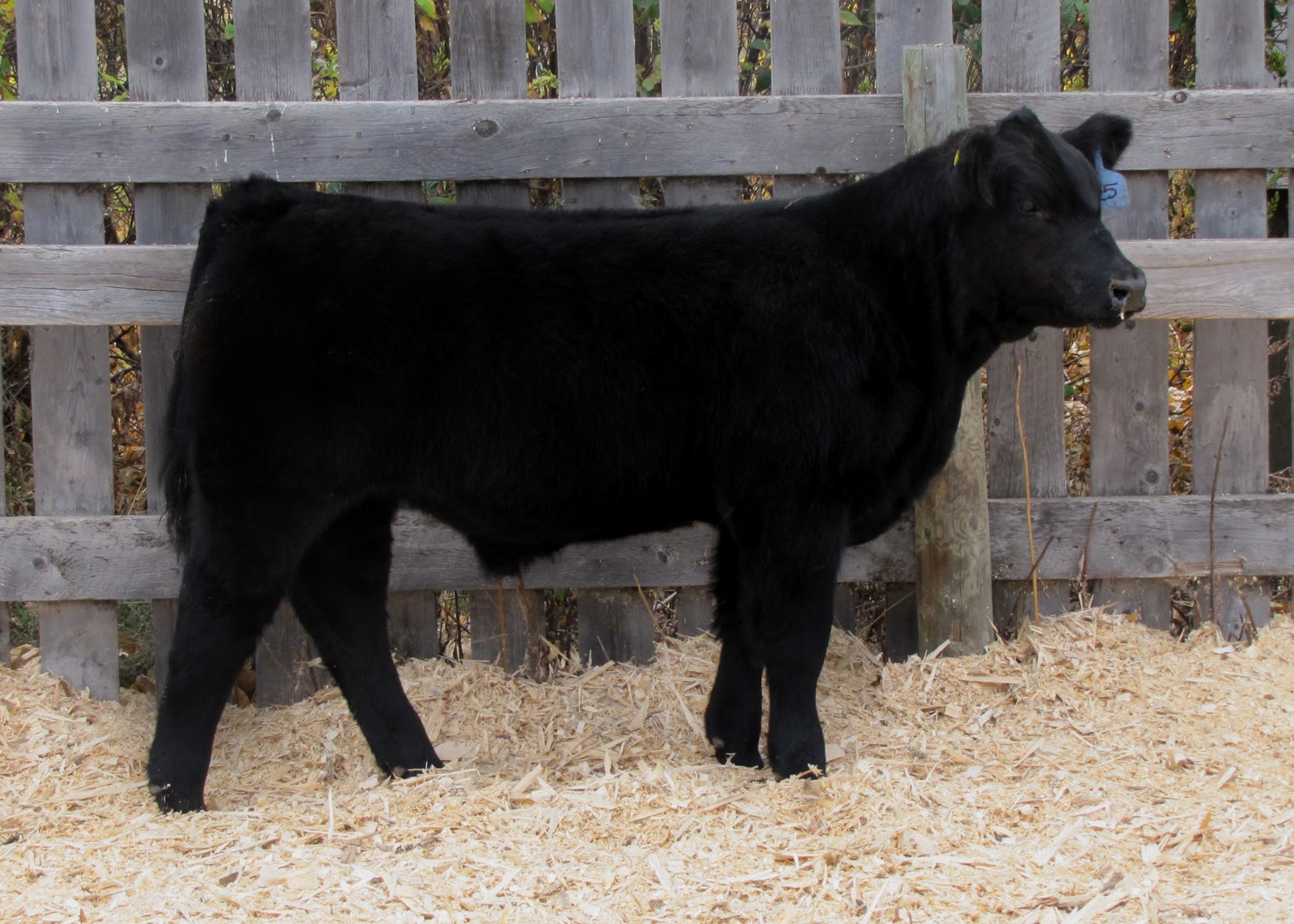 DIAMOND G CATTLE CO.: 2011 Club Calf Connection Sale