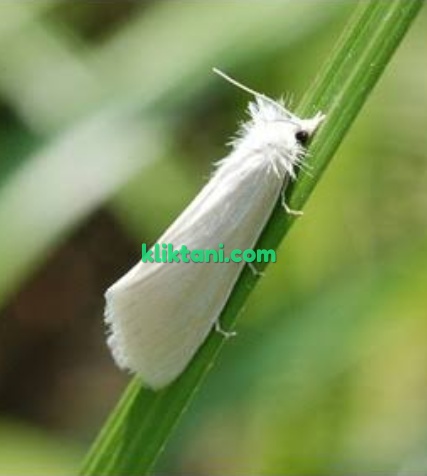 Perbedaan Hama Putih Dan Hama Putih Palsu Yang Jarang Di Ketahui ...