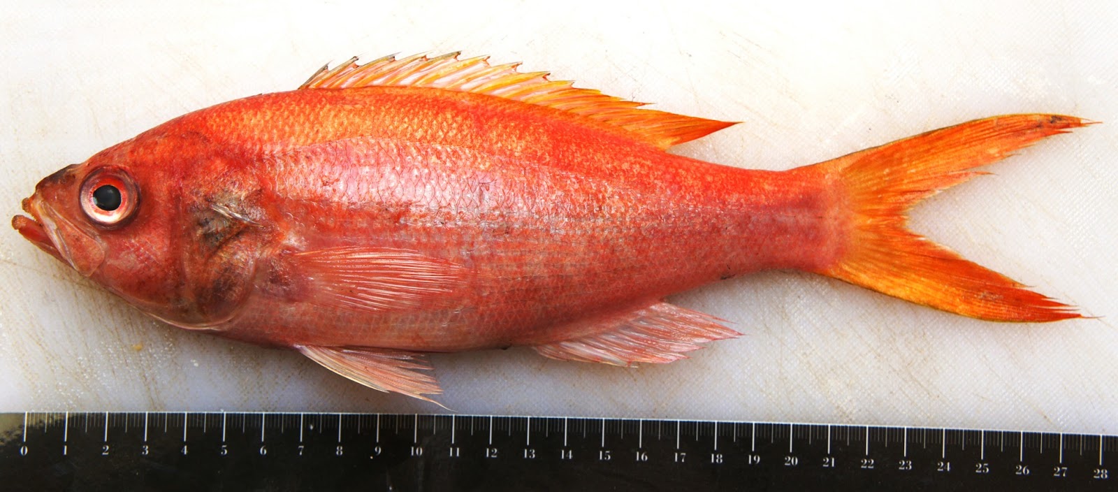 Sciency Thoughts: Symphysanodon andersoni: A second specimen of the ...