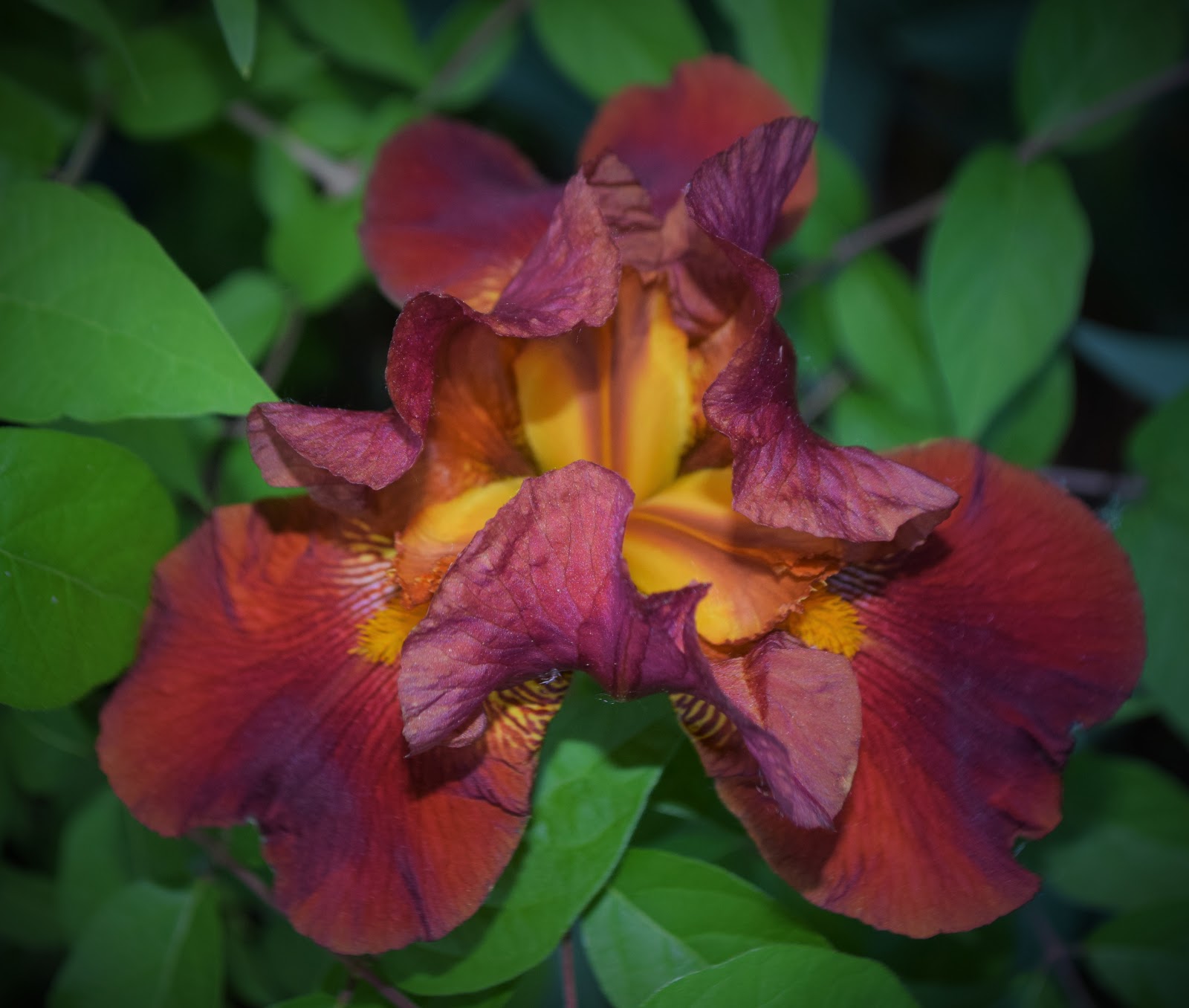 Blessed Little Creatures