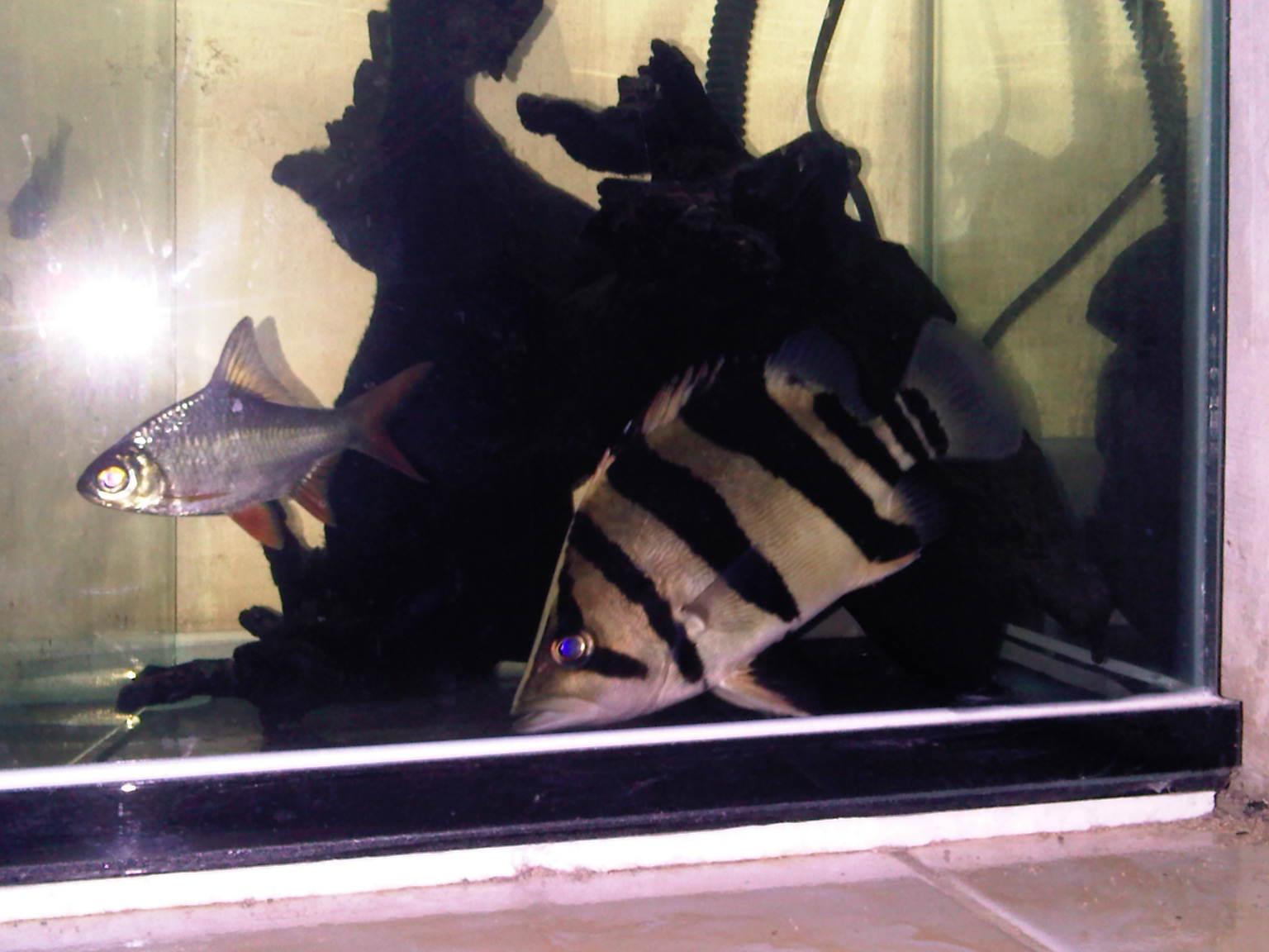 The Beauty of Underwater: Tigerfish aka Datnoid aka Datz