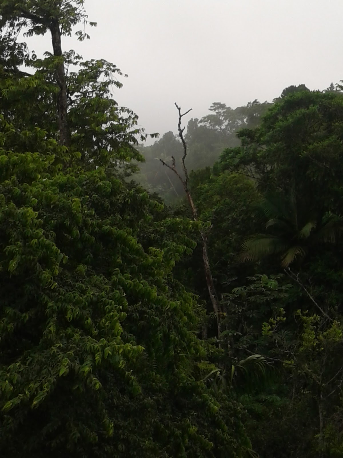Green Days by the EPPD: A Focus on the Tobago Main Ridge Forest Reserve