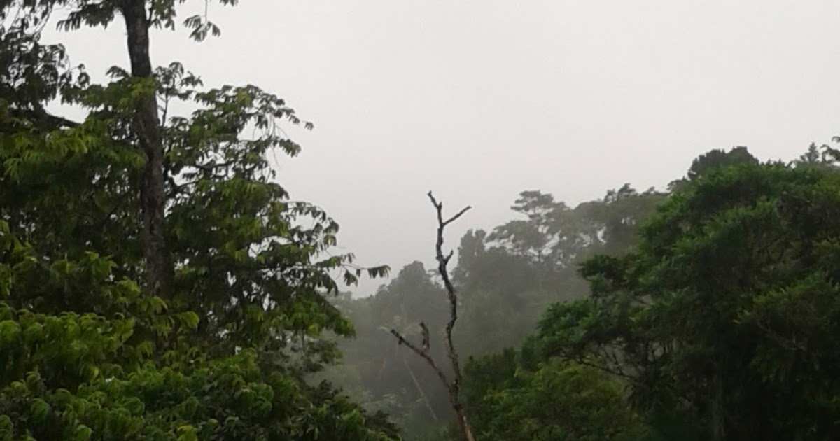 Green Days by the EPPD: A Focus on the Tobago Main Ridge Forest Reserve