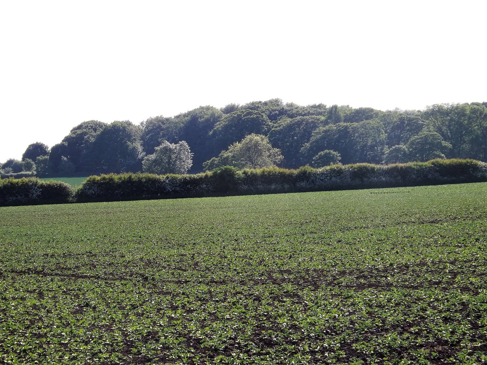 JJ's Wargames: Battle of Stoke Field, 16th June 1487