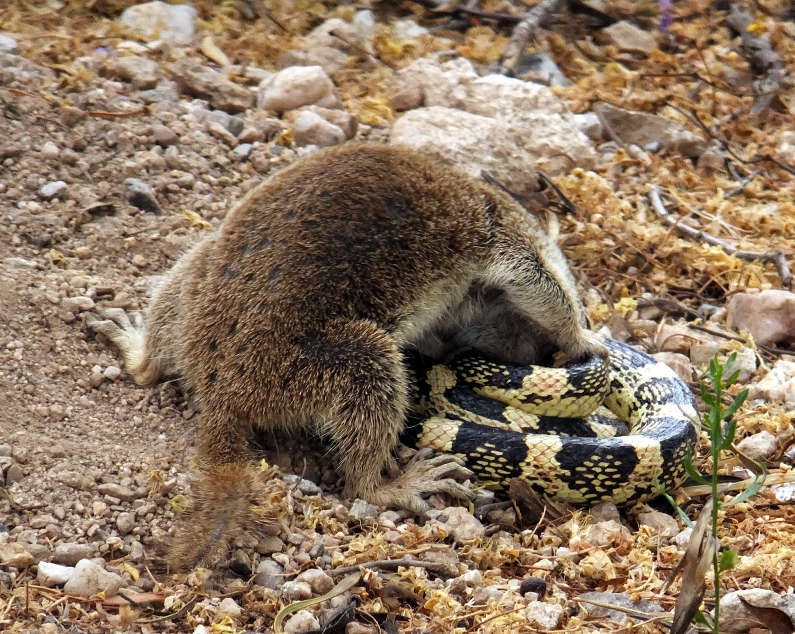 KL's Sonoran Nature Journal: Fierce Ground Squirrel Attacks, Kills, and ...
