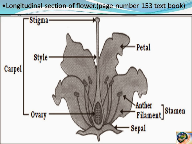 OMTEX CLASSES: Longitudinal section of flower.