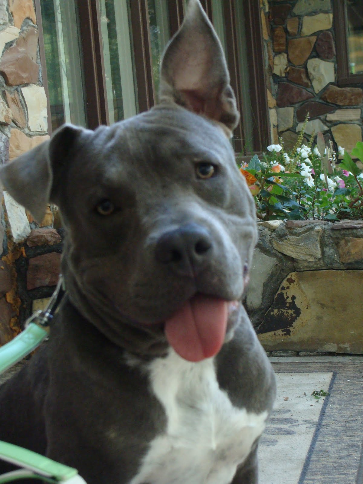 Prairie Pit Bull Rescue Society