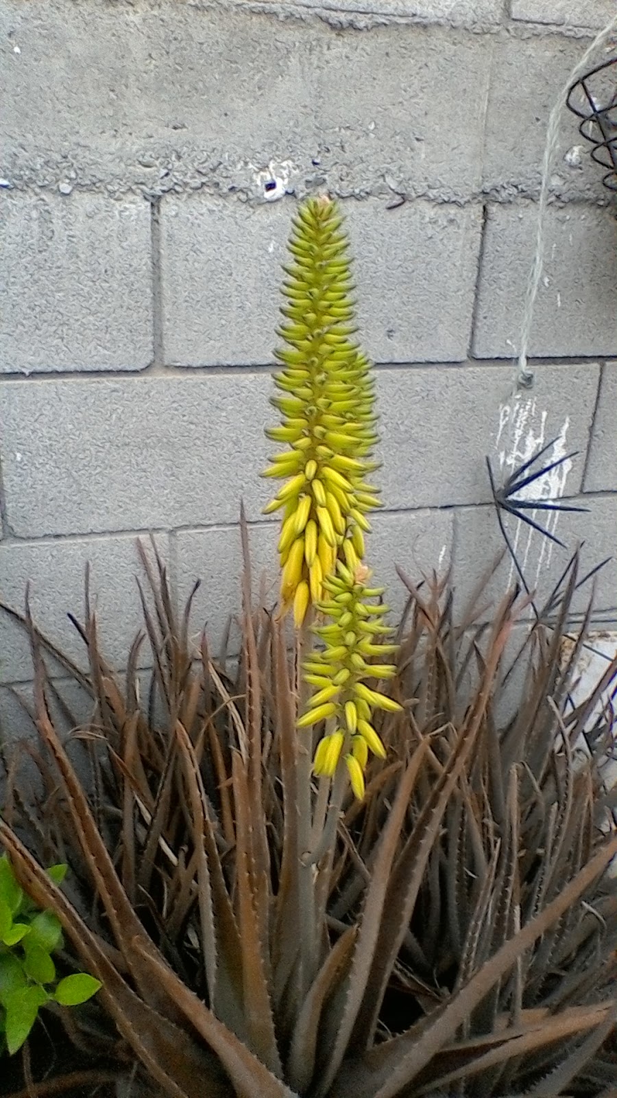 Las Portaviandas de Juanita y Gume: Flor de Sabila....una delicia ...