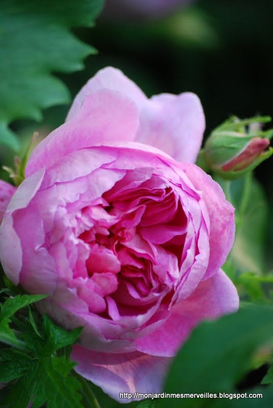 Mon Jardin Mes Merveilles: Nouvelles roses 2012 : Le coup de coeur d ...