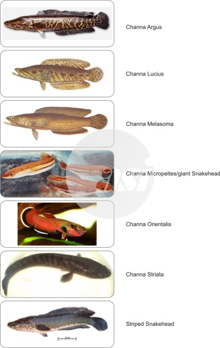 SARI IKAN GABUS SARI IKAN KUTUK