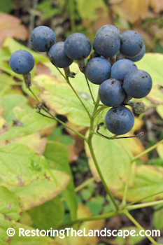 Restoring The Landscape With Native Plants: Native Plant of the Week ...