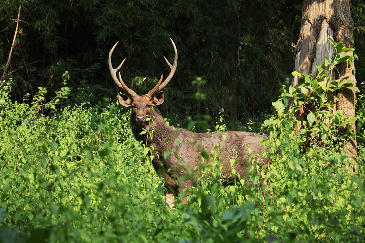 Kariyanshola Trail Package - Kerala Jungles