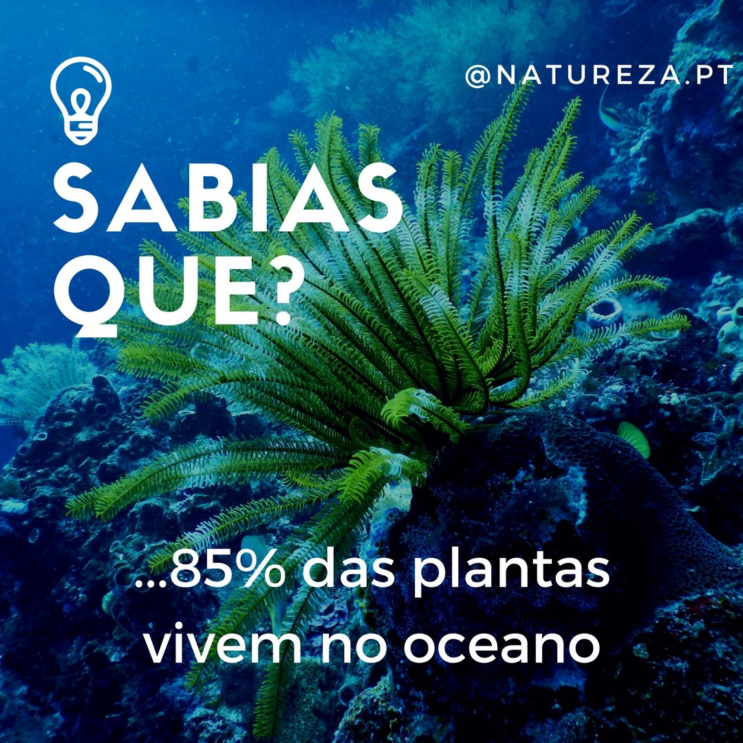 (Sabias? #1) Sabias que 85% das plantas vivem no oceano? | Natureza