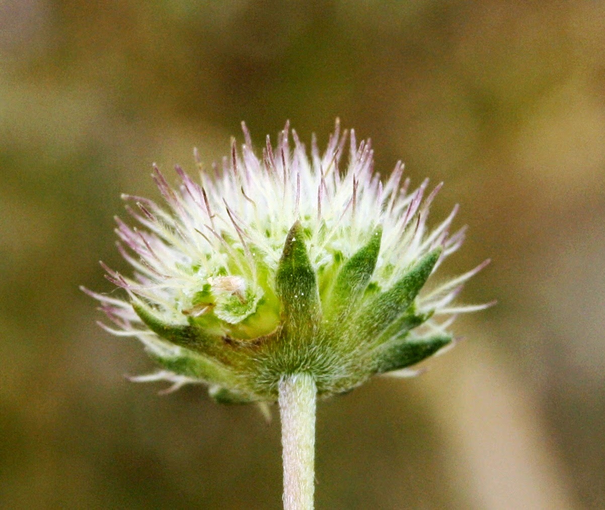 Plantas: Beleza e Diversidade: Pycnocomon intermedium