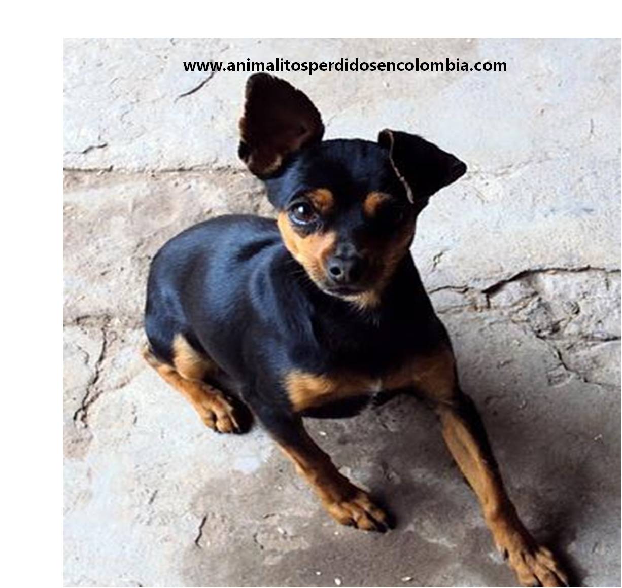 Fotos De Cachorro Pincher