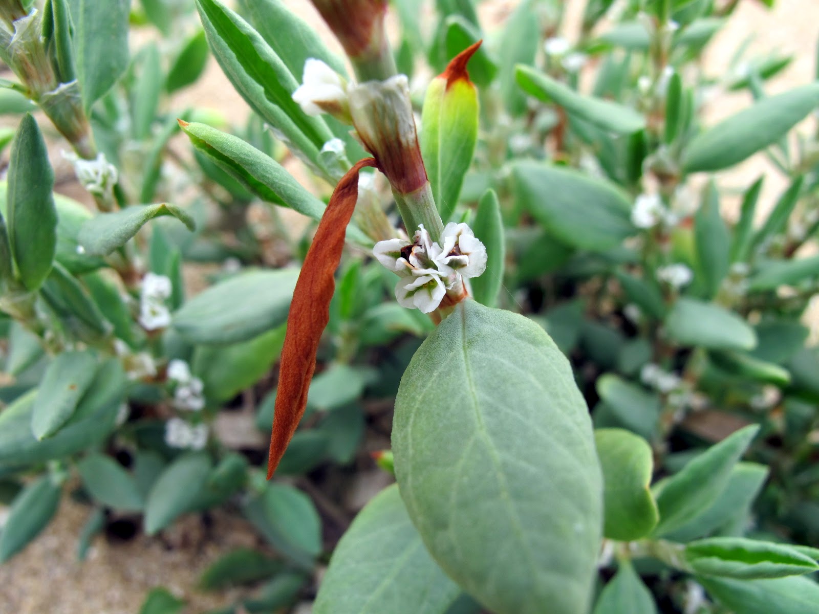 FLORA NEL SALENTO e.. anche altrove: Polygonum maritimum L ...