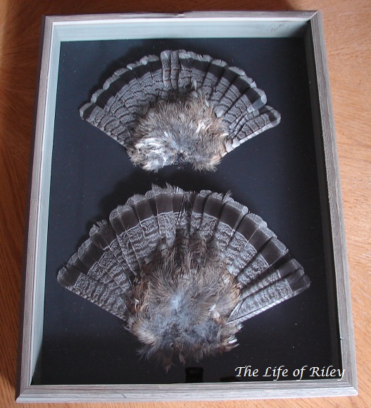 The Life of Riley: Mounted Rufffed Grouse Tails