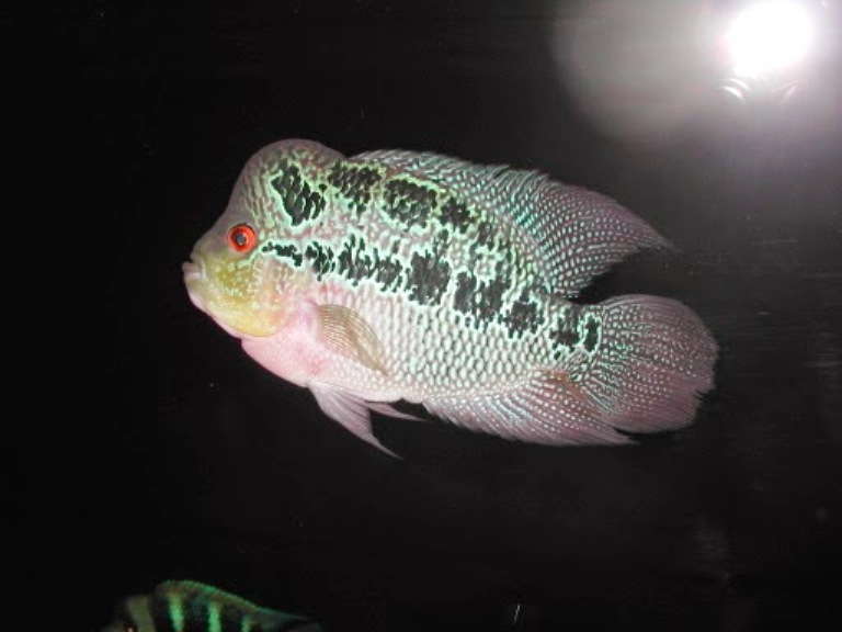 FLOWERHORN FISH photos - wallpapers (ανανεωμένο) | the fun bank