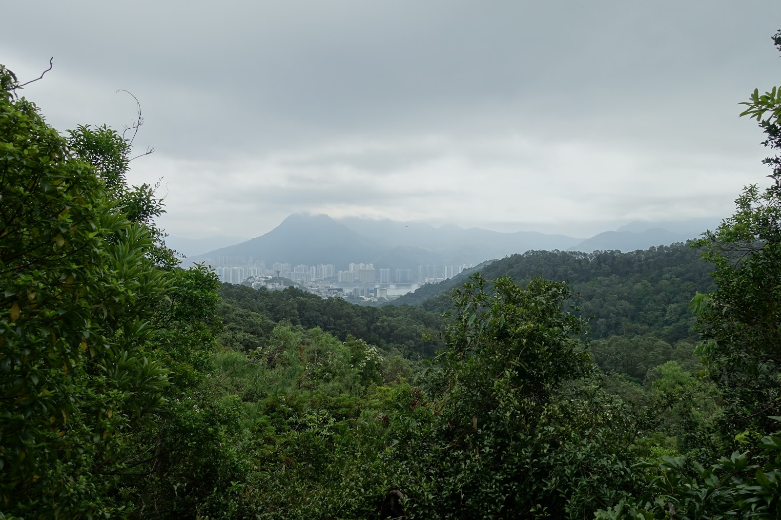 消耗五百食翻一千※香港行山記: 大埔滘黃路 Tai Po Kau Forest Yellow Walk