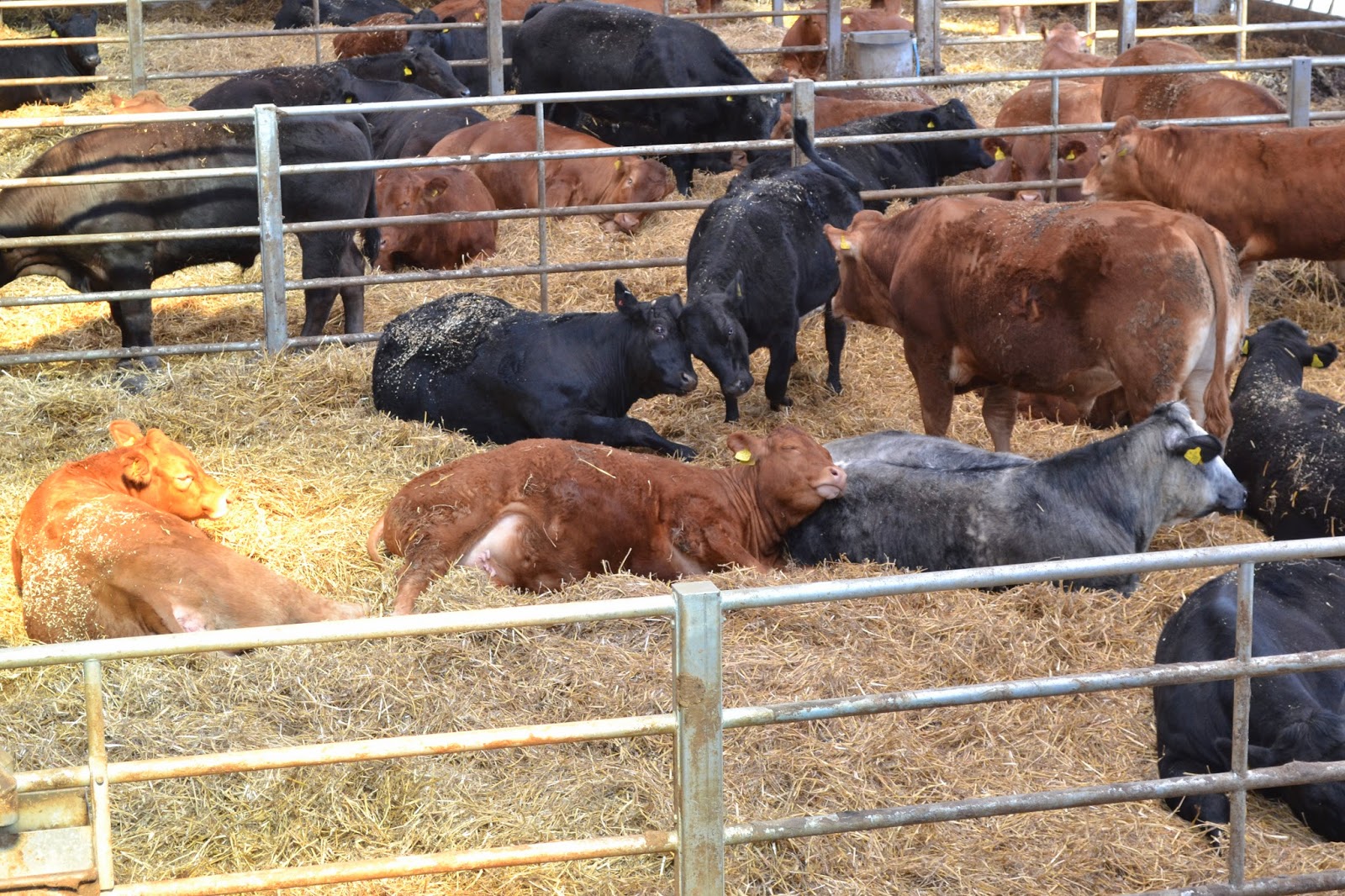 The Mummy Daddy Diaries: Cannon Hall Farm