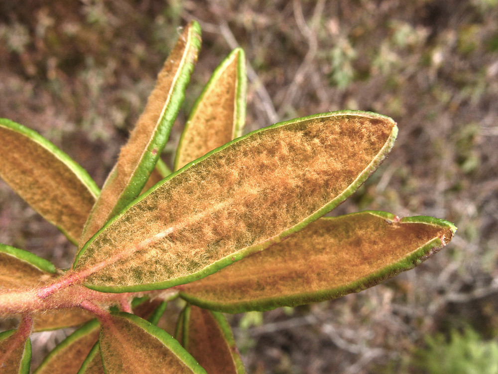 Creators Garden: Labrador Tea, Mshkiigabag