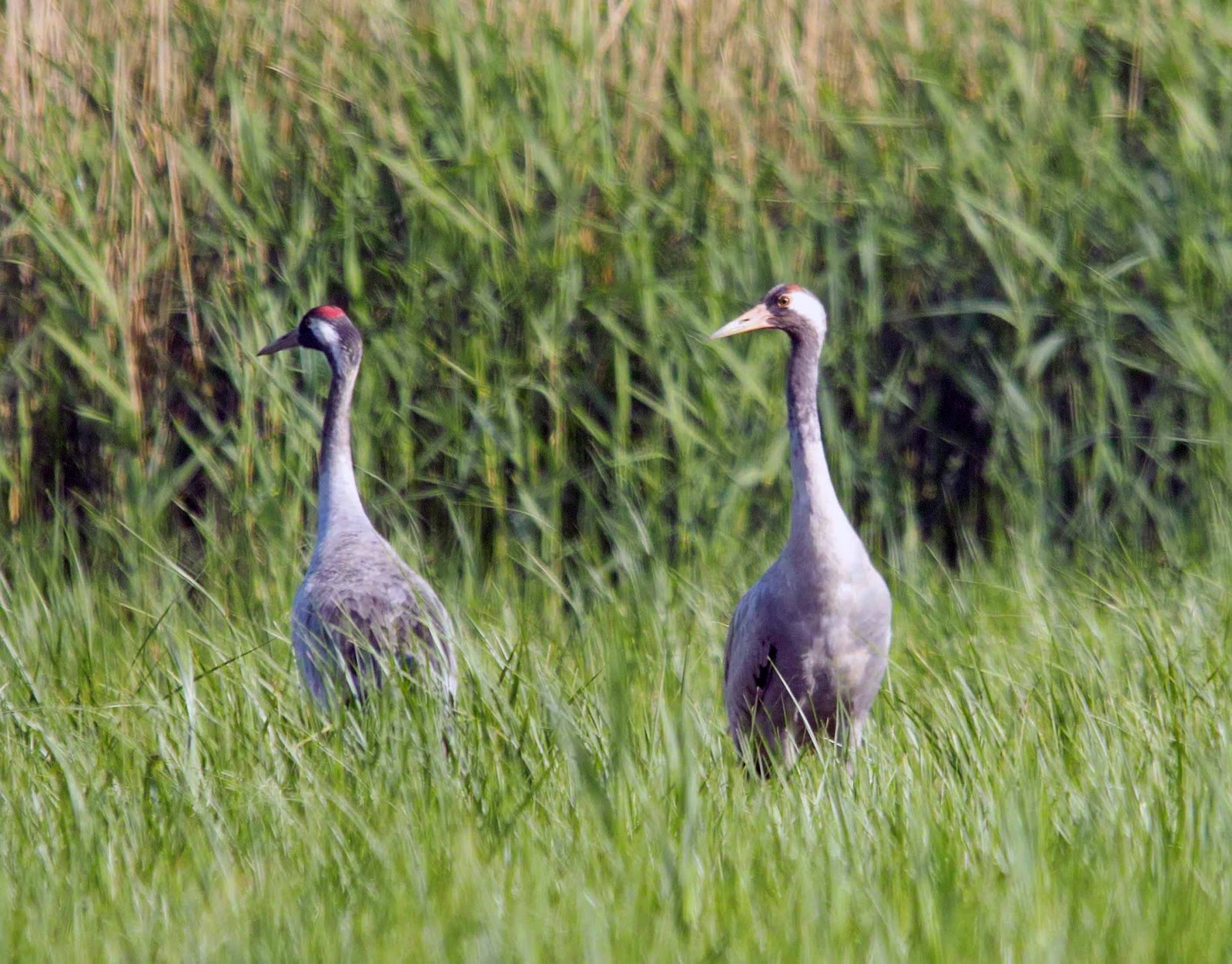 Derek Bird Brain: Cranes in Norfolk